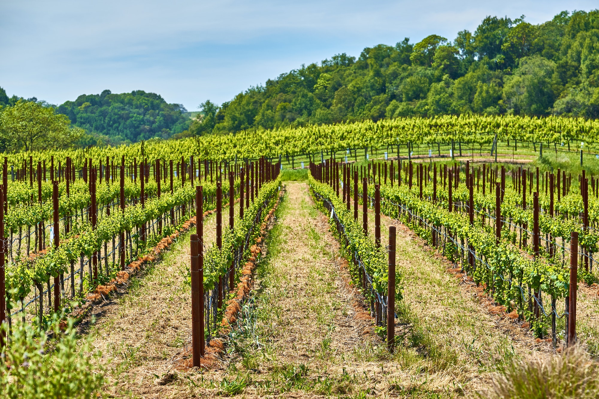 Vinuri de autor awesomm - AWESOMM